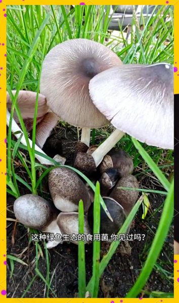 草菇的功效与作用_草菇能提高免疫力吗-第3张图片-山城妙识