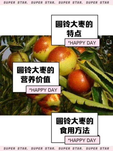 圆枣子的功效与作用_孕妇能吃吗-第2张图片-山城妙识