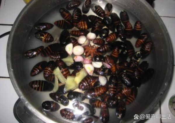 水煮蚕蛹怎么做好吃_水煮蚕蛹需要煮多久-第1张图片-山城妙识