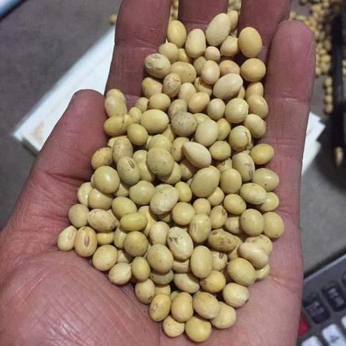 黄豆黄是谁_黄豆黄真实身份揭秘-第2张图片-山城妙识