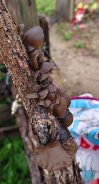 哪些树上的木耳不能吃_野外木耳中毒风险-第1张图片-山城妙识