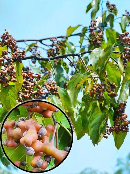 拐枣树图片_如何辨认野生拐枣-第2张图片-山城妙识 拐枣树图片_如何辨认野生拐枣-第2张图片-山城妙识