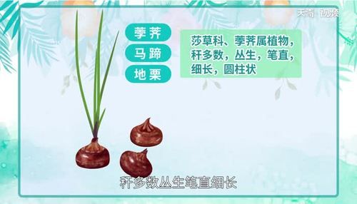 荸荠怎么读音_荸荠的拼音是什么-第2张图片-山城妙识 荸荠怎么读音_荸荠的拼音是什么-第2张图片-山城妙识