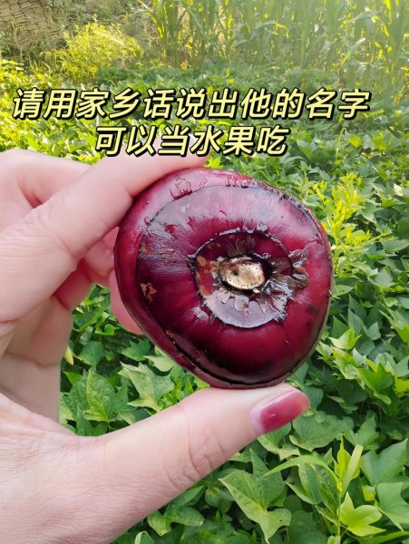 荸荠怎么读音_荸荠的拼音是什么-第1张图片-山城妙识 荸荠怎么读音_荸荠的拼音是什么-第1张图片-山城妙识