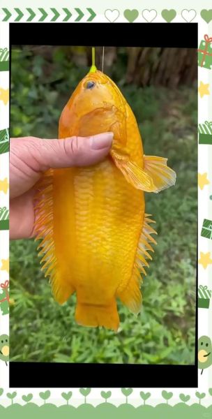 攀鲈鱼养殖技术_攀鲈鱼怎么养-第2张图片-山城妙识