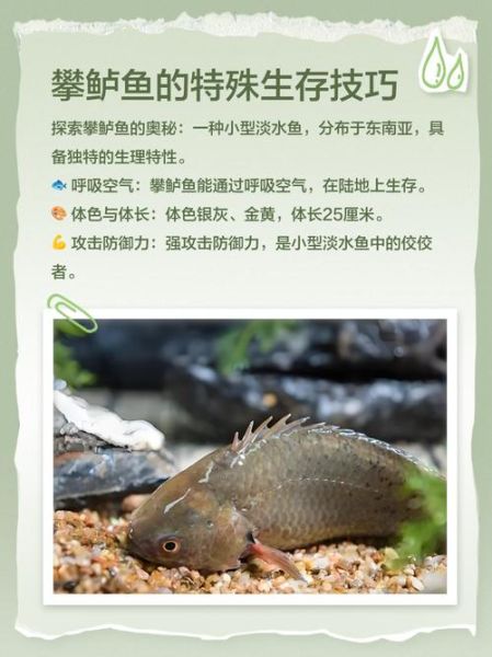 攀鲈鱼养殖技术_攀鲈鱼怎么养-第1张图片-山城妙识