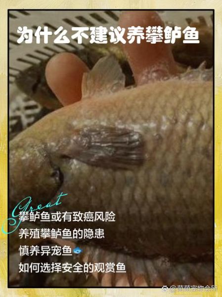 攀鲈鱼养殖技术_攀鲈鱼怎么养-第3张图片-山城妙识