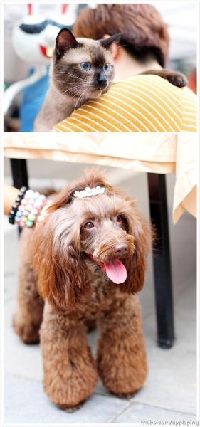 糖不甩喵喵微博是什么_糖不甩喵喵微博在哪看-第2张图片-山城妙识