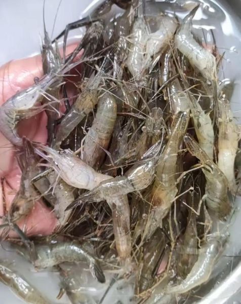 水煮小河虾怎么做_小河虾煮多久才熟-第3张图片-山城妙识