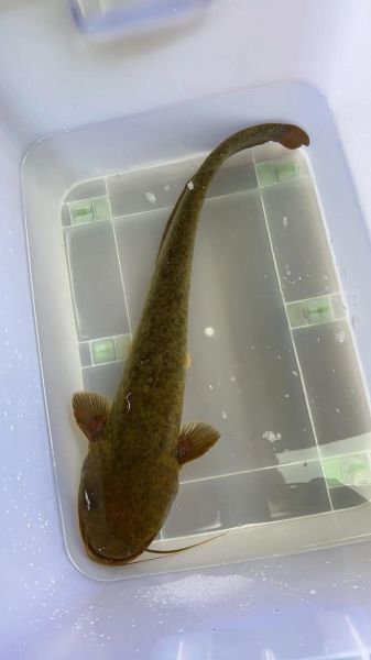 农村河里常见鱼有哪些_如何分辨十种河鱼-第2张图片-山城妙识 农村河里常见鱼有哪些_如何分辨十种河鱼-第2张图片-山城妙识