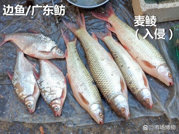 农村河里常见鱼有哪些_如何分辨十种河鱼-第1张图片-山城妙识 农村河里常见鱼有哪些_如何分辨十种河鱼-第1张图片-山城妙识