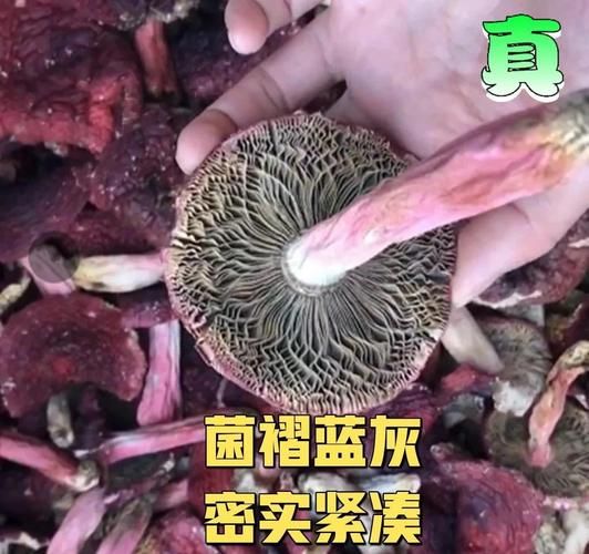 正红菇多少钱一斤_正红菇怎么辨别真假-第2张图片-山城妙识