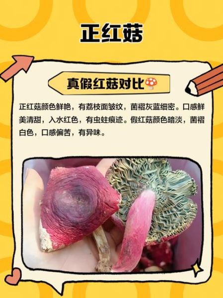 正红菇多少钱一斤_正红菇怎么辨别真假-第3张图片-山城妙识