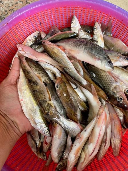 农村河里常见鱼有哪些_如何分辨十种河鱼-第3张图片-山城妙识 农村河里常见鱼有哪些_如何分辨十种河鱼-第3张图片-山城妙识