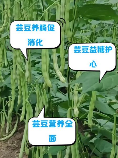 花芸豆的功效与作用_花芸豆怎么做好吃-第2张图片-山城妙识 花芸豆的功效与作用_花芸豆怎么做好吃-第2张图片-山城妙识