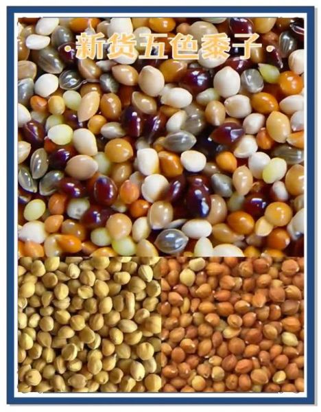 谷子是什么_谷子和小麦的区别-第2张图片-山城妙识