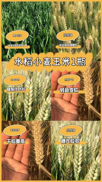 谷子是什么_谷子和小麦的区别-第3张图片-山城妙识