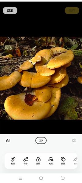 元蘑图片怎么挑选_元蘑真假如何辨别-第2张图片-山城妙识