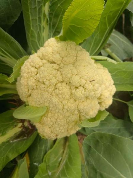 花菜有哪几种_花菜品种图片对比-第3张图片-山城妙识