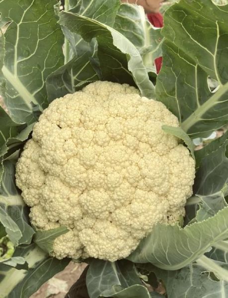 花菜有哪几种_花菜品种图片对比-第2张图片-山城妙识