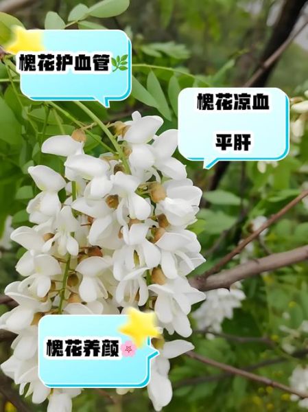 槐树花能吃吗_槐树花有毒吗-第2张图片-山城妙识