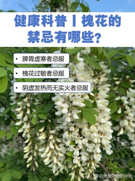 槐树花能吃吗_槐树花有毒吗-第3张图片-山城妙识