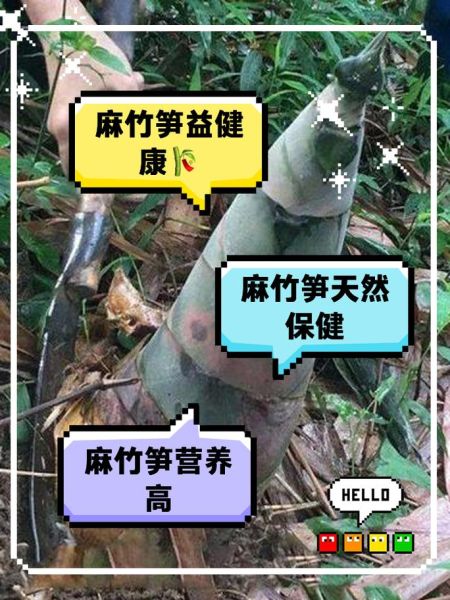 笋的营养价值及功效_孕妇能吃笋吗-第1张图片-山城妙识