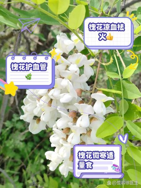 槐树花能吃吗_槐树花有毒吗-第1张图片-山城妙识