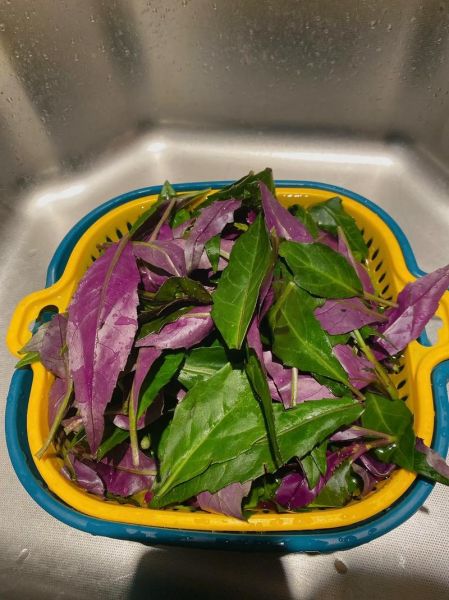 紫苋菜图片大全大图_紫苋菜怎么做好吃-第1张图片-山城妙识