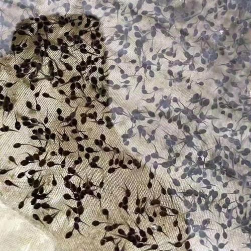 牛蛙苗在哪里买_如何挑选优质牛蛙苗-第3张图片-山城妙识 牛蛙苗在哪里买_如何挑选优质牛蛙苗-第3张图片-山城妙识