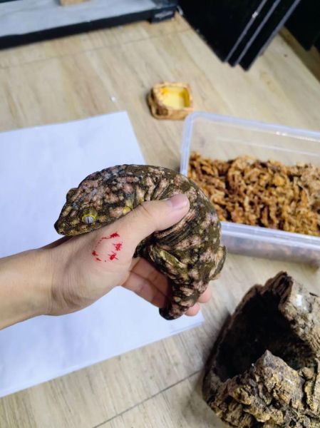 蛤蚧怎么读音_蛤蚧的功效与作用-第3张图片-山城妙识