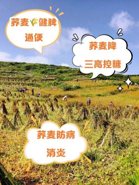 荞麦的功效与作用_荞麦的食用方法与禁忌-第3张图片-山城妙识 荞麦的功效与作用_荞麦的食用方法与禁忌-第3张图片-山城妙识