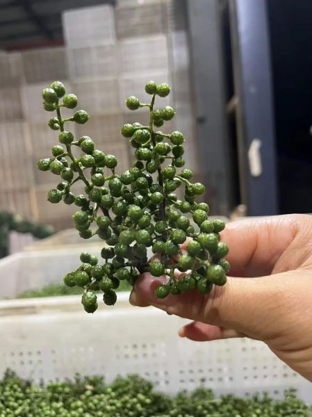 新鲜花椒怎么保存_花椒长期保鲜方法-第3张图片-山城妙识 新鲜花椒怎么保存_花椒长期保鲜方法-第3张图片-山城妙识