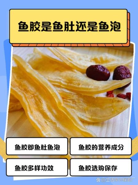 鱼胶是什么做成的_鱼胶和鱼鳔有什么区别-第2张图片-山城妙识