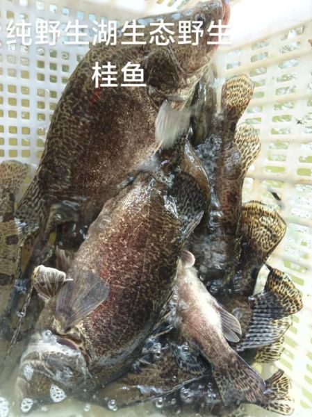 土桂鱼多少钱一斤_土桂鱼价格行情-第3张图片-山城妙识