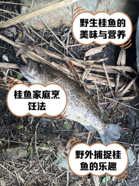 土桂鱼多少钱一斤_土桂鱼价格行情-第2张图片-山城妙识