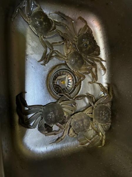 清蒸大闸蟹怎么做_清蒸大闸蟹蒸多久才最鲜美-第3张图片-山城妙识