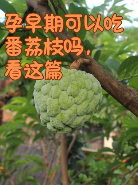 番荔枝的营养价值_番荔枝吃了会上火吗-第2张图片-山城妙识