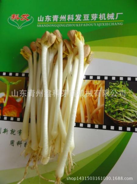 花生芽机器多少钱一台_花生芽机怎么选-第2张图片-山城妙识