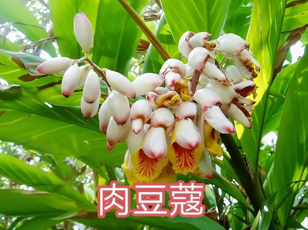 肉蔻图片长什么样_肉蔻真假怎么分辨-第1张图片-山城妙识