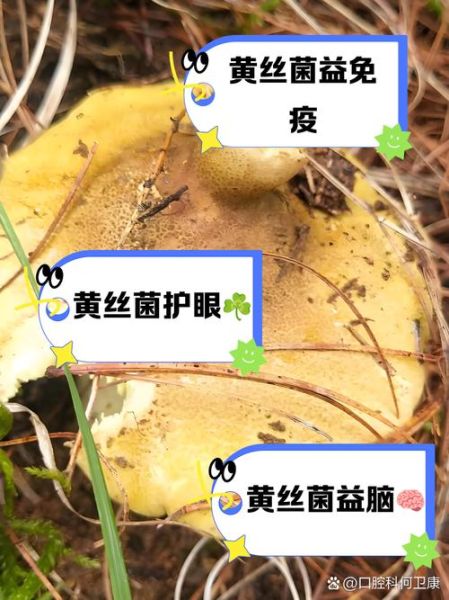 黄丝菌怎么保存_黄丝菌可以放冰箱吗-第1张图片-山城妙识