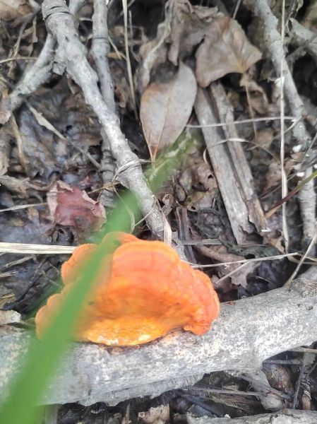 黄丝菌怎么保存_黄丝菌可以放冰箱吗-第2张图片-山城妙识