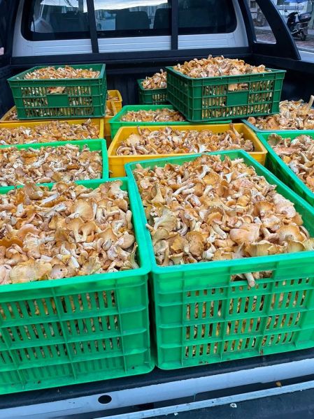 黄丝菌怎么保存_黄丝菌可以放冰箱吗-第3张图片-山城妙识