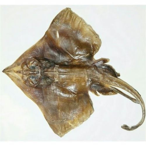 老板鱼多少钱一斤_老板鱼价格行情-第1张图片-山城妙识