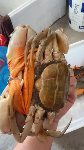 膏蟹是淡水还是海水_膏蟹养殖环境揭秘-第3张图片-山城妙识