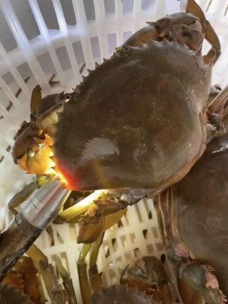 膏蟹是淡水还是海水_膏蟹养殖环境揭秘-第2张图片-山城妙识