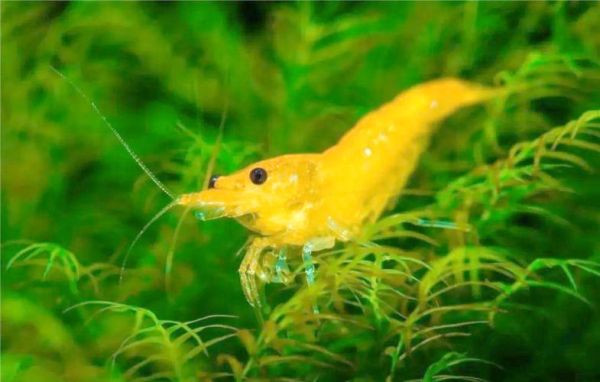 黄金米虾怎么养_黄金米虾繁殖技巧-第1张图片-山城妙识 黄金米虾怎么养_黄金米虾繁殖技巧-第1张图片-山城妙识