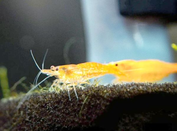 黄金米虾怎么养_黄金米虾繁殖技巧-第2张图片-山城妙识 黄金米虾怎么养_黄金米虾繁殖技巧-第2张图片-山城妙识