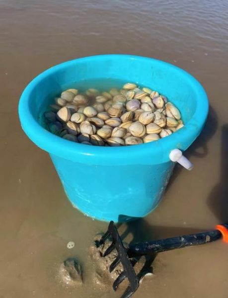 花蛤吐沙盐水比例_花蛤吐沙盐水比例是多少-第1张图片-山城妙识 花蛤吐沙盐水比例_花蛤吐沙盐水比例是多少-第1张图片-山城妙识