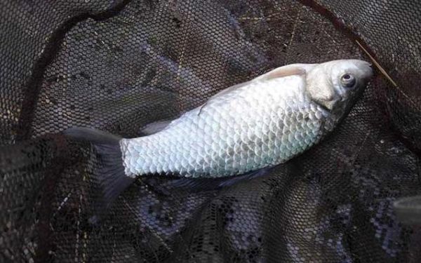 鲫鱼的拼音怎么写_鲫鱼怎么读-第2张图片-山城妙识